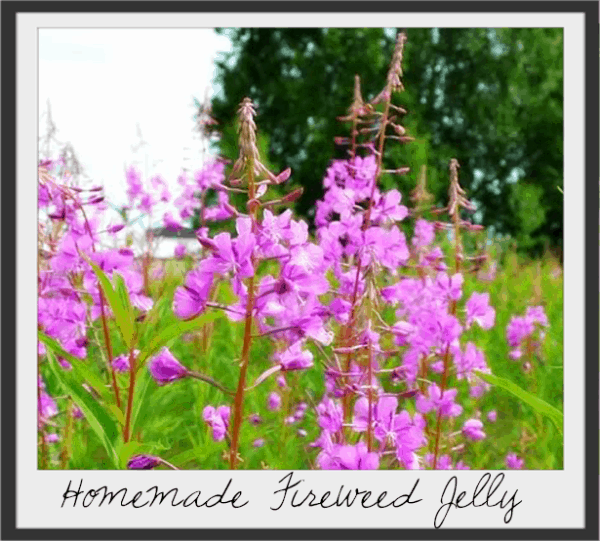 Homemade Fireweed Jelly from Cosmopolitan Cornbread