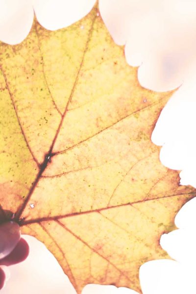 Forgotten Gifts of Autumn | The Feasts of the Lord | Cosmopolitan Cornbread