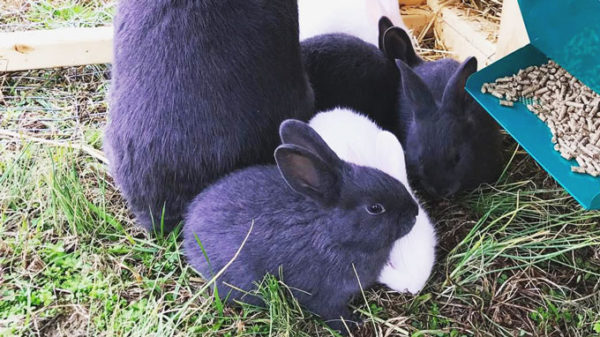 How to Keep Your Rabbits Cool in the Summer Heat | Cosmopolitan Cornbread