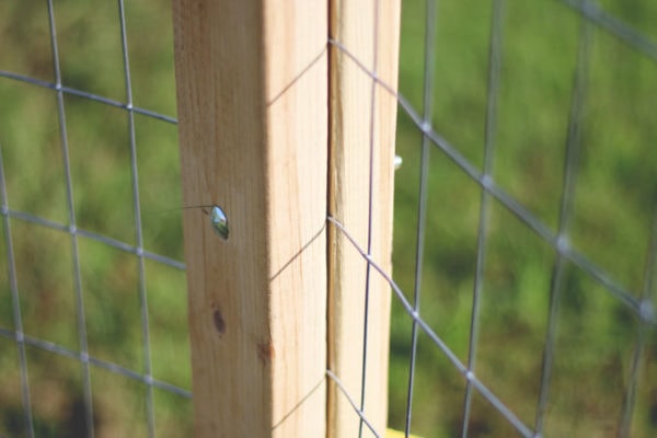 How to Make an Amish Fence Puller | Cosmopolitan Cornbread