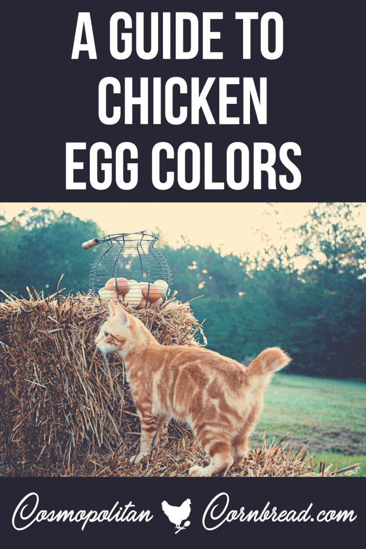 A Guide to Chicken Egg Colors | Cosmopolitan Cornbread