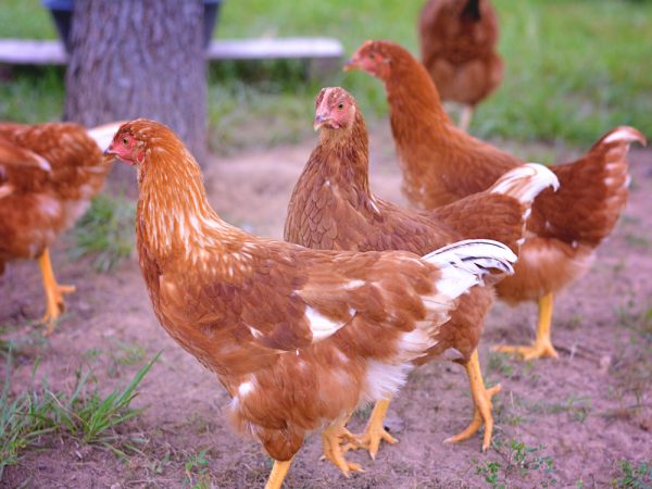 Want your First Chickens? Here's What You Need to Know