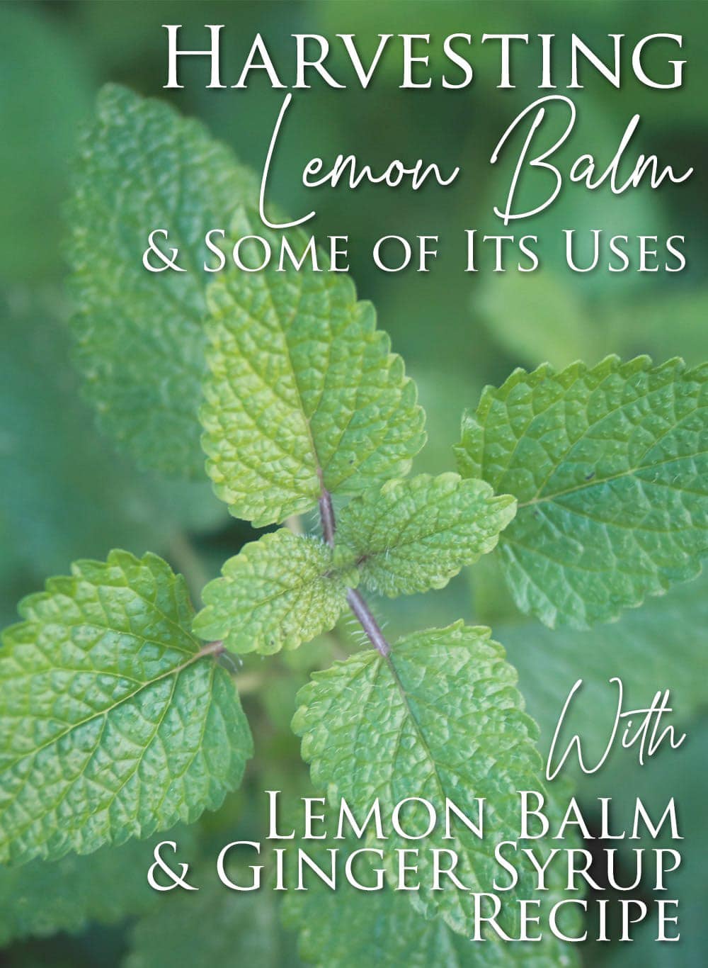 Lemon Balm Ginger Syrup Recipe | Cosmopolitan Cornbread
