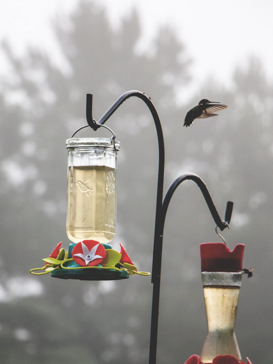 How to Make Hummingbird Food | Cosmopolitan Cornbread
