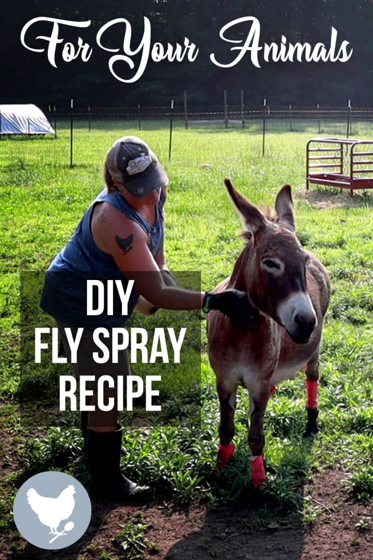How to Make DIY Fly Spray | Cosmopolitan Cornbread