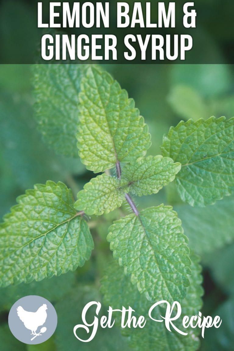 Lemon Balm Ginger Syrup Recipe | Cosmopolitan Cornbread