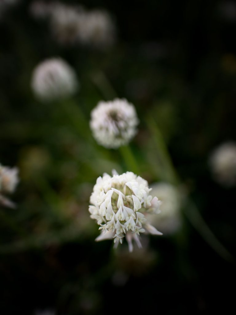 Clover Blossom Jelly (with Canning Video) | Cosmopolitan Cornbread