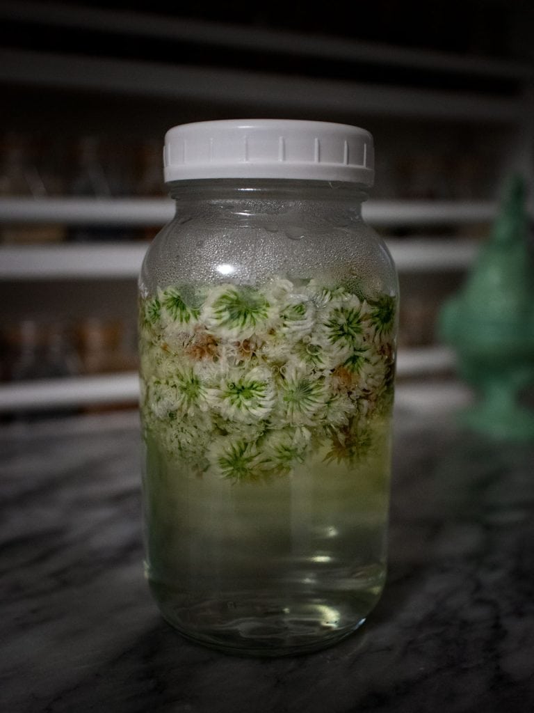 Clover Blossom Jelly (with Canning Video) | Cosmopolitan Cornbread